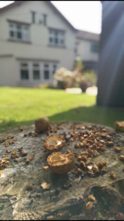 Our Autumn 2021 Newsletter | Springfield Cottage Care Home